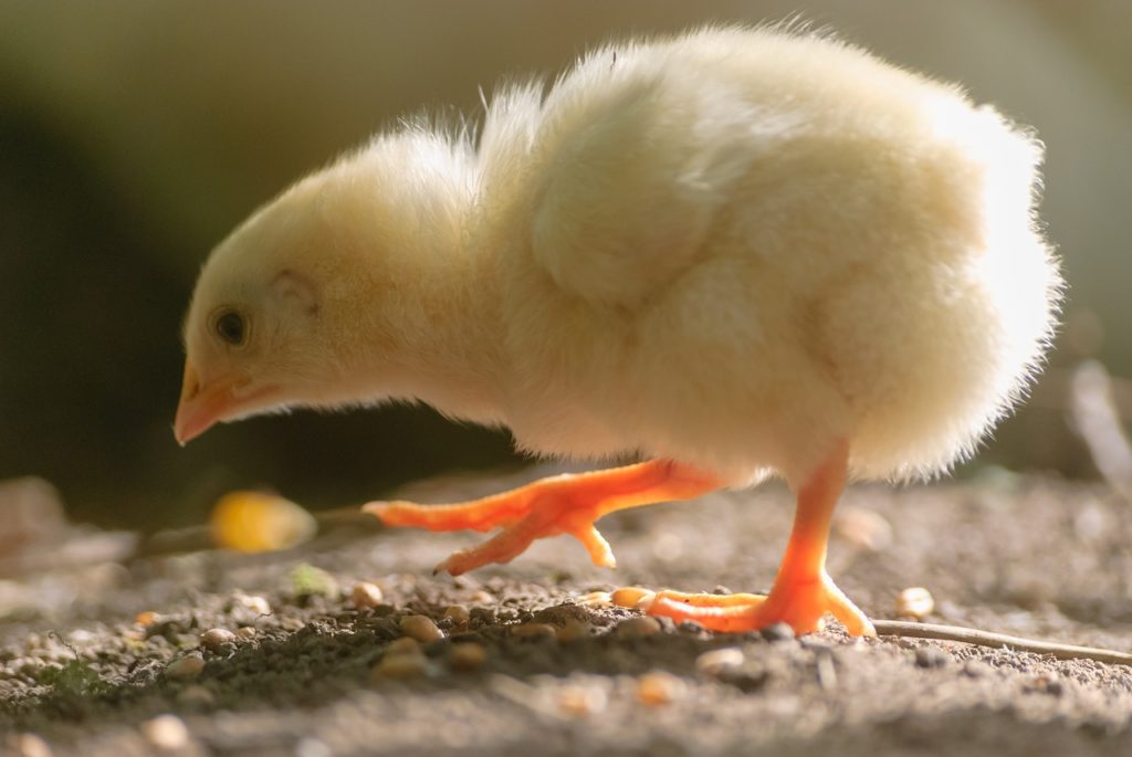 Multi-coloured Chicks | Asia South East
